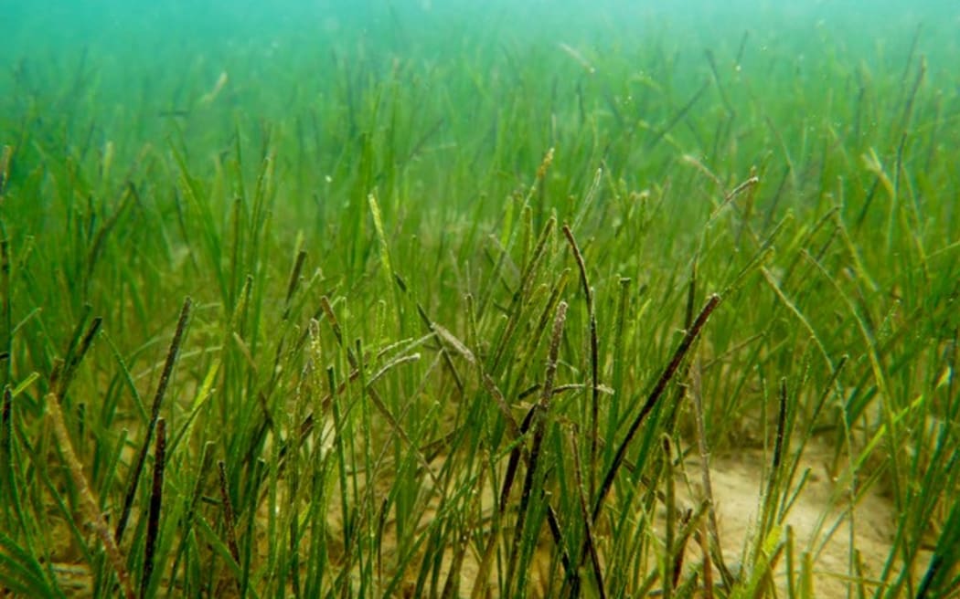 Seagrass restoration project aimed at fighting climate change | RNZ