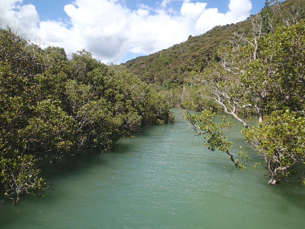 Wading into mangrove research | RNZ