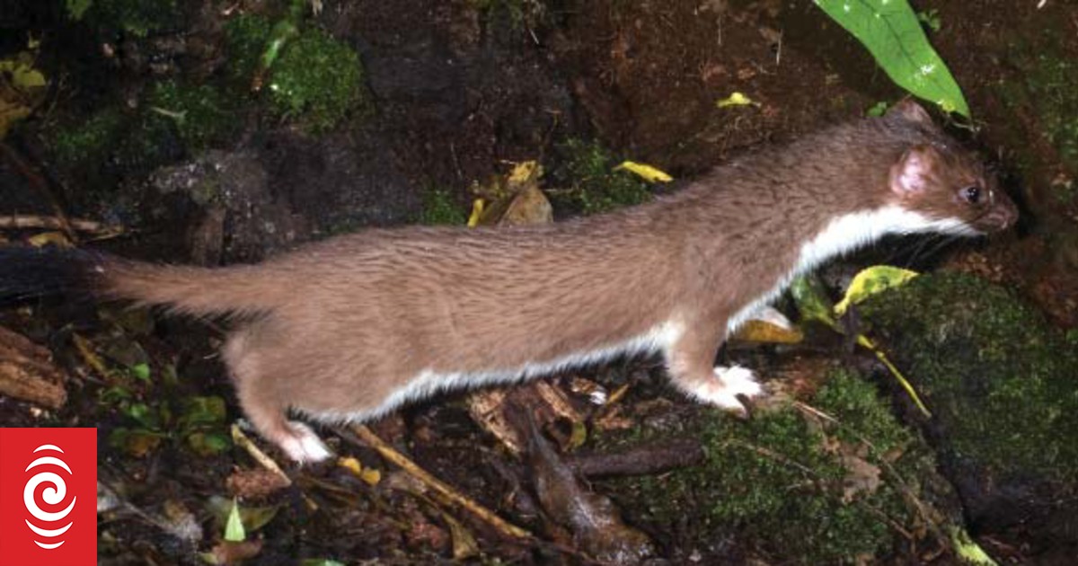 Stoats getting wise to old styles of trapping | RNZ