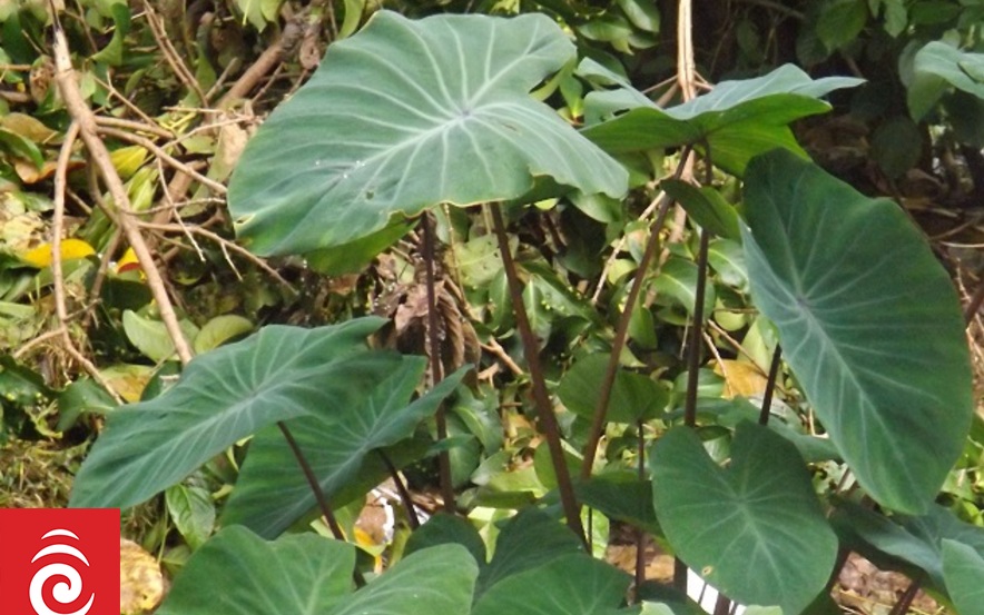 Samoa rejects Am Samoa's taro export conditions | RNZ News