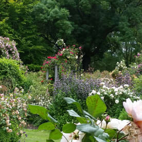 Blooming with history: bringing back NZ's heritage roses | RNZ