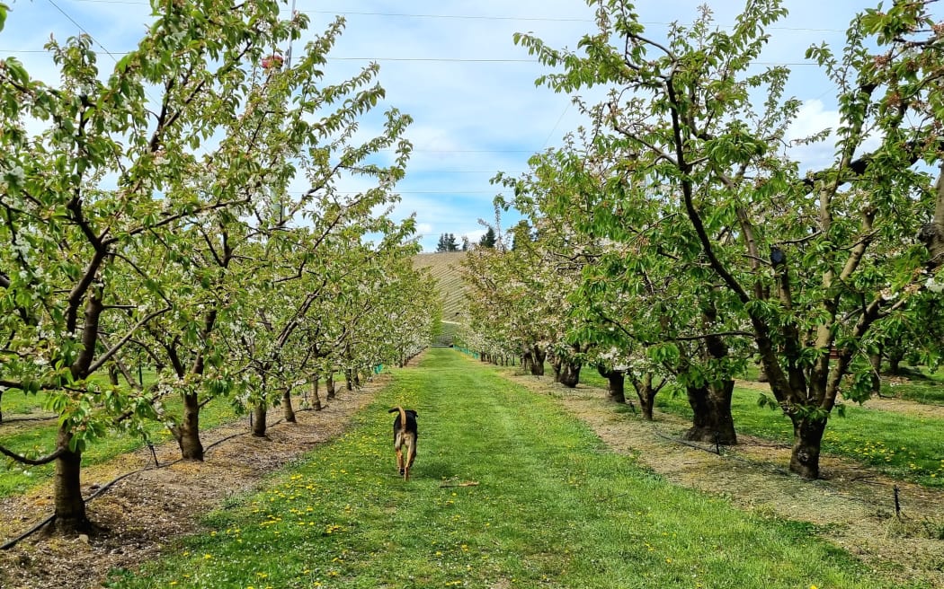 Cherry growers hopeful for harvest but freight demand, cooler start to ...