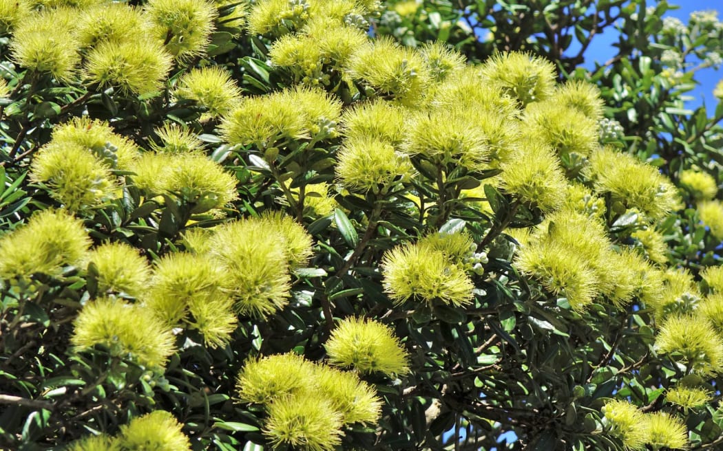 New Zealand's oldest yellow Pōhutukawa in full bloom | RNZ