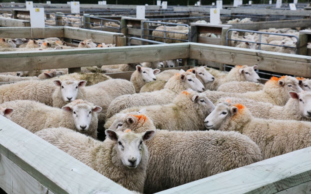 Seasoned livestock saleyards still serving local farmers | RNZ