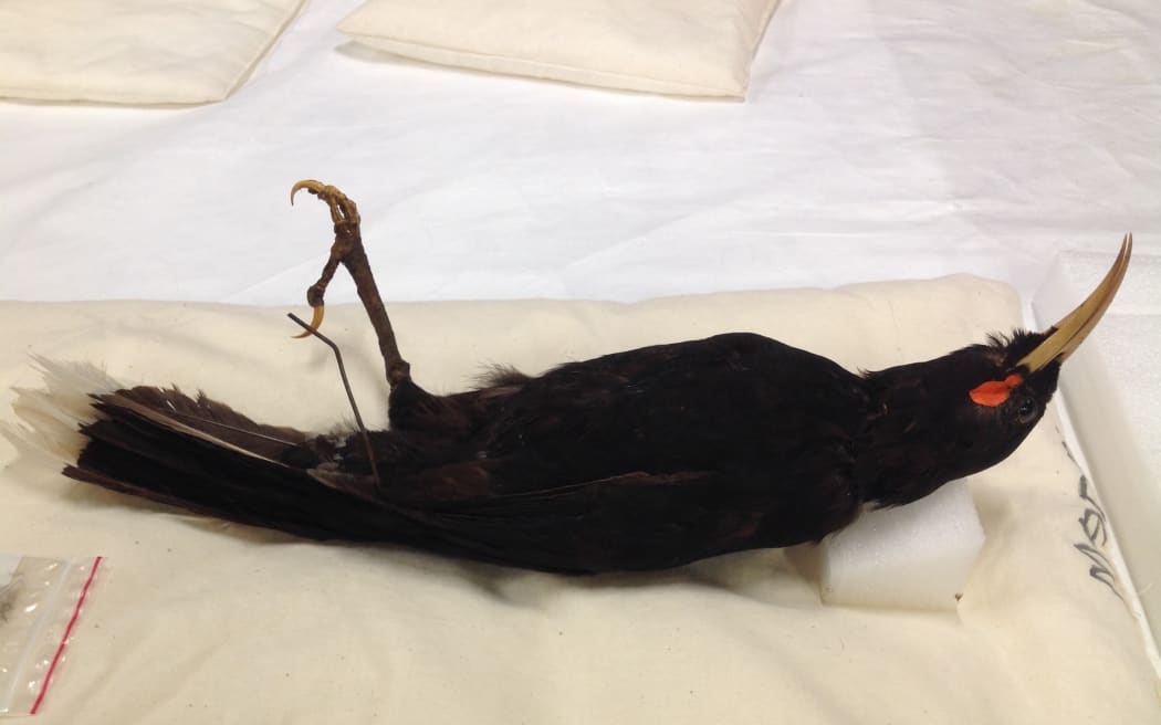 Stolen huia to be returned to Dannevirke museum | RNZ News