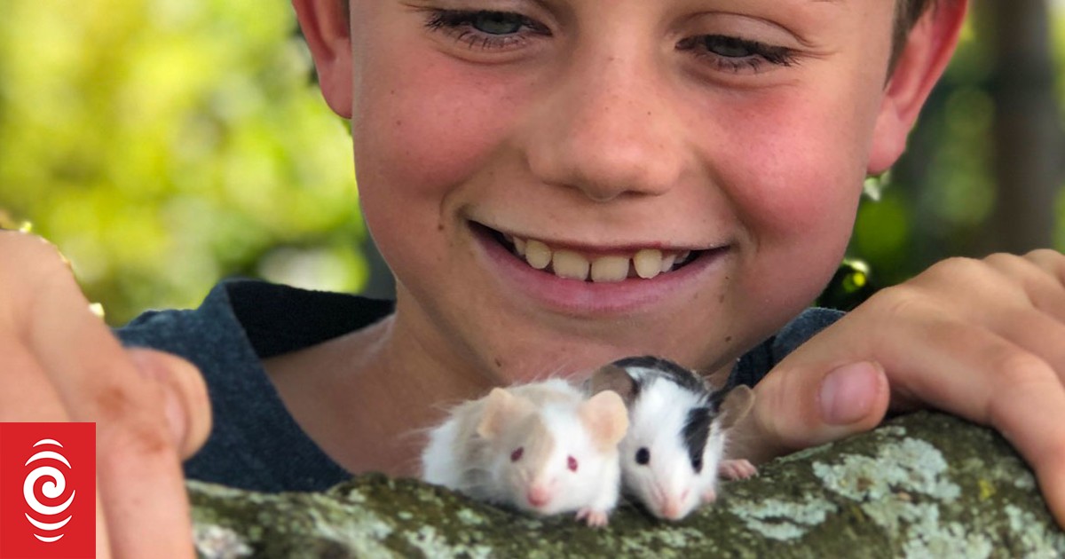 Adventure Mice: rent a mouse business set up by 9yo | RNZ
