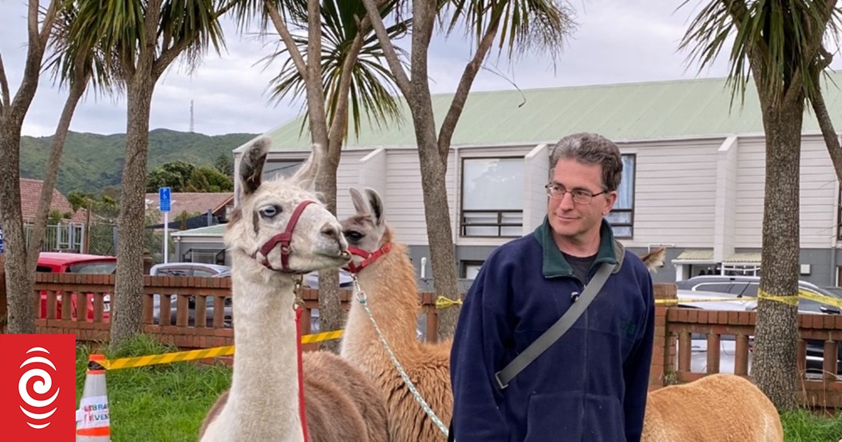 Popular local llama's library visits | RNZ