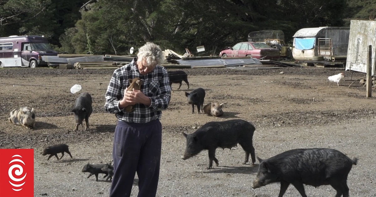 Pig Man: a short documentary | RNZ News