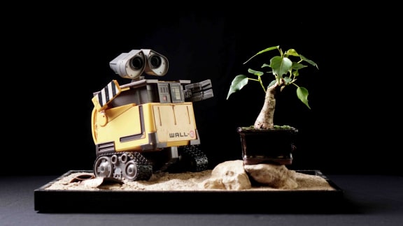 How the art of bonsai made this YouTuber famous | RNZ