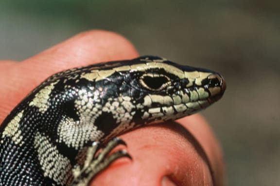 The Otago Skink | A Gallery from Afternoons | RNZ National