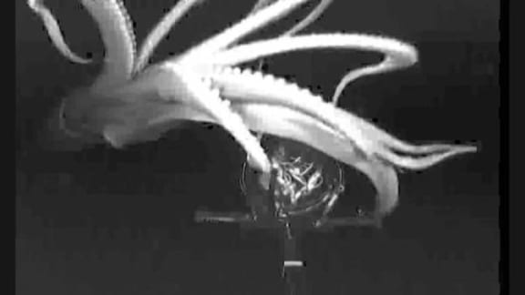 Deep sea bioluminesence | A Gallery from Afternoons | RNZ National