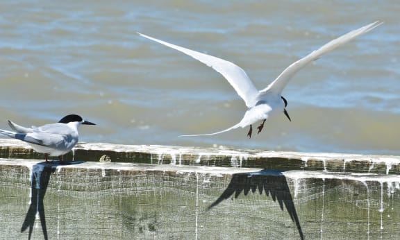 New Zealand's 50 top birdwatching sites | RNZ