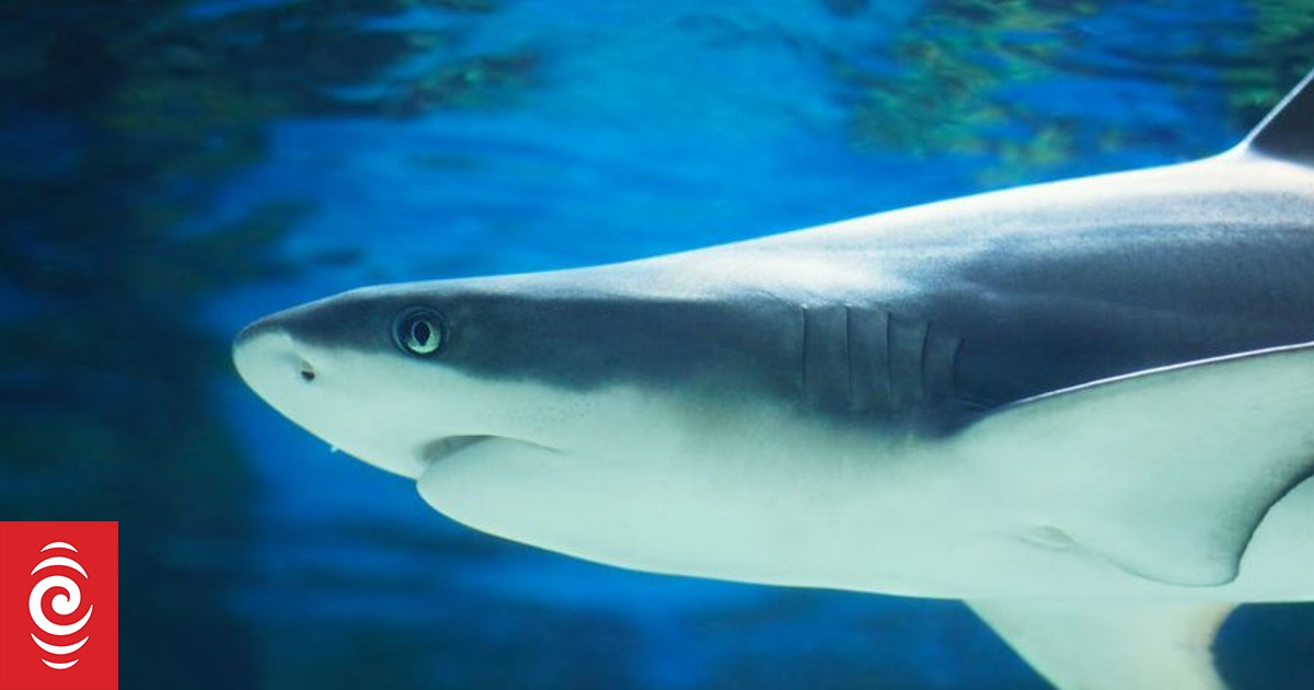 Raising the Bar: Sharks and the brain | RNZ