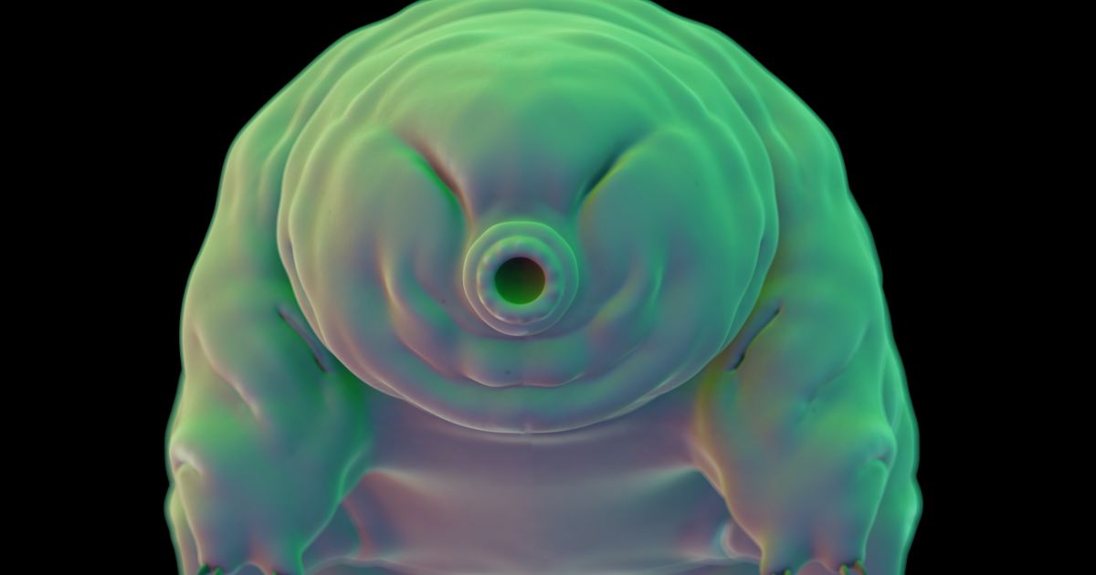 New species of microscopic creatures found living in New Zealand's ...