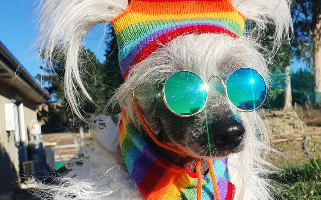 Dogs to hit the runway in first-ever canine fashion show in ...