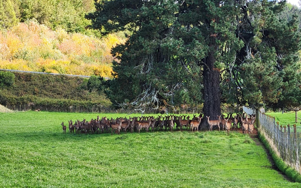 Dairying with deer | RNZ