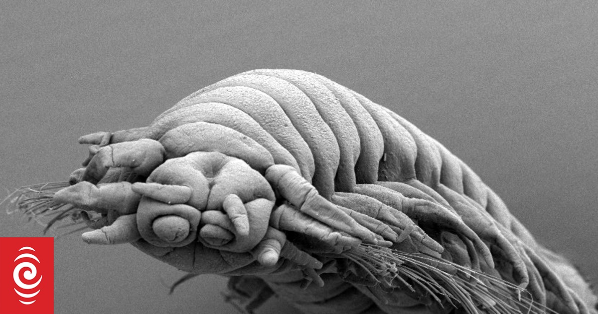 Critter of the Week: Freshwater Bristle Worm | RNZ