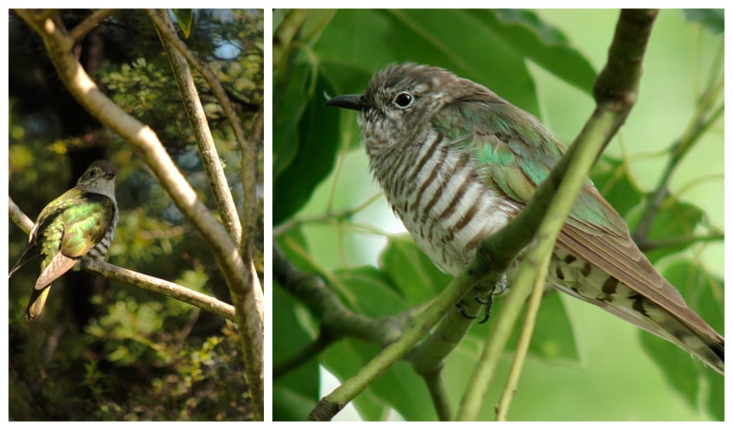 Afternoons for Friday 6 December 2019 Afternoons | RNZ