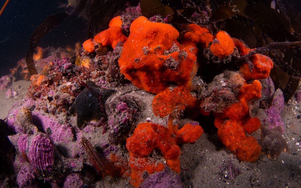 Microplastics detected in every sponge sample from three Wellington ...