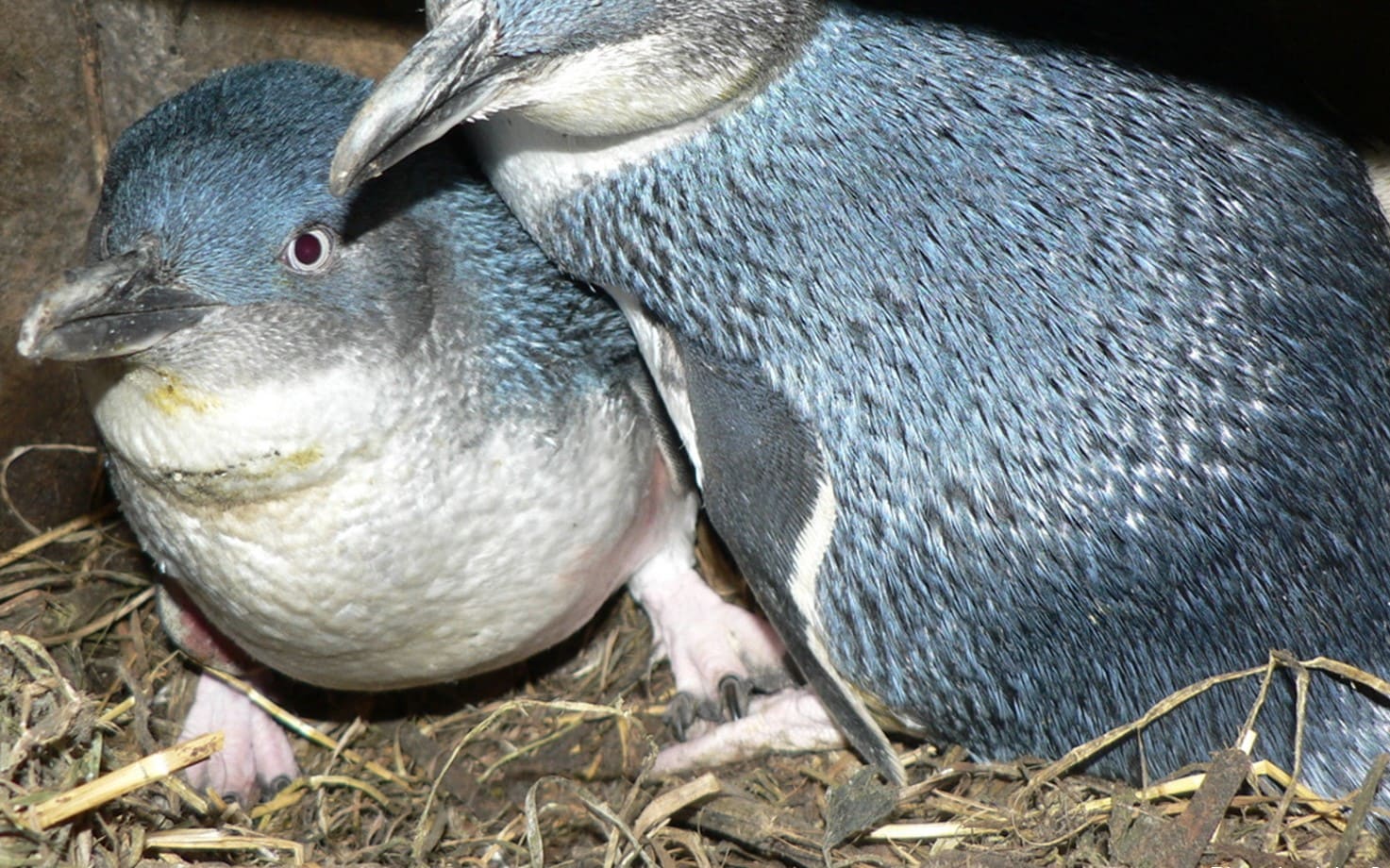 Timaru Council looking to build penguin viewing platform | RNZ News