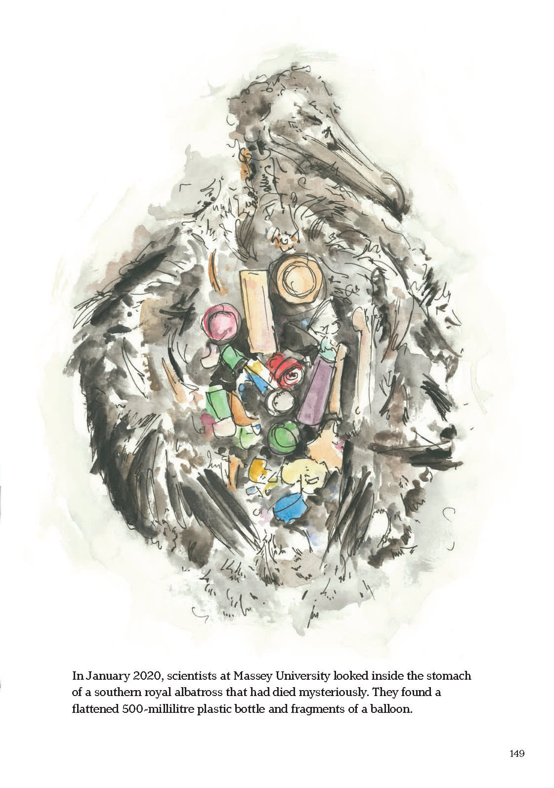 Johanna Emeney and Sarah Laing: picturing Auckland’s famous bird lady | RNZ