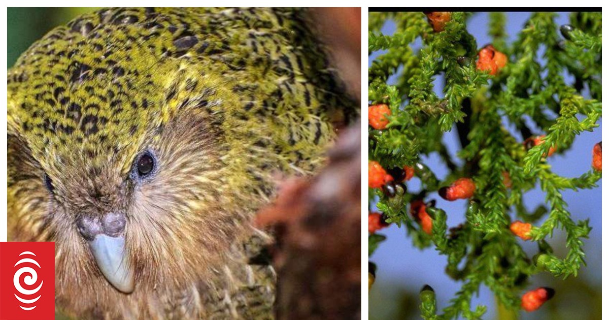 Saving Kākāpō with fertility boosting rimu fruit | RNZ
