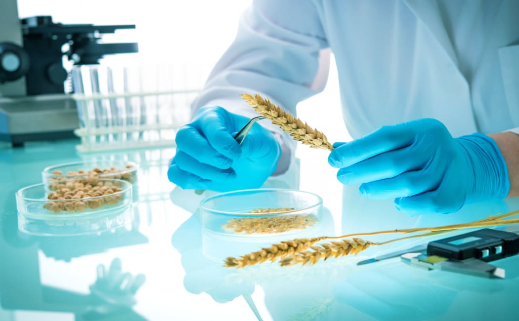 Call for review of genetically modified tech regulation in NZ | RNZ News