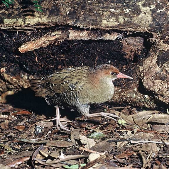 Critter of The Week - The Auckland Island Rail | A Gallery from ...