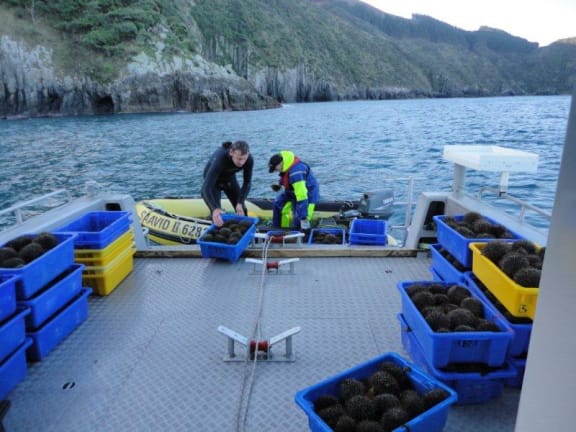 Commercial Paua Divers | A Gallery from Extreme Diving in New Zealand ...