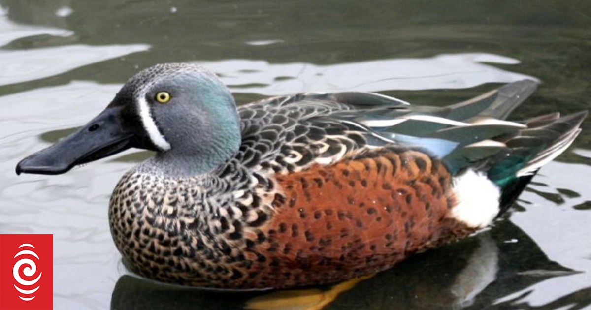 Volunteers go duck counting for spoonie survey | RNZ News