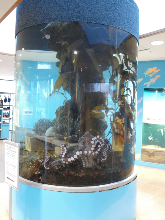 Otago University Octopodes | A Gallery from Nine To Noon | RNZ National