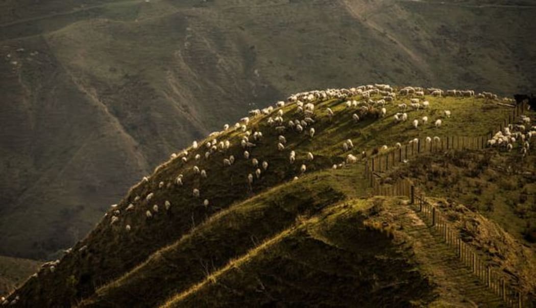Top Maori farming prize awarded | RNZ News