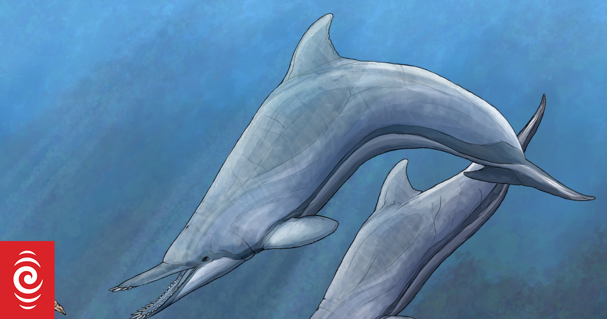 New, but extinct, dolphin species discovered in New Zealand | RNZ