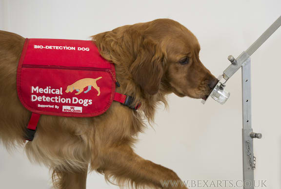 Dr Claire Guest - Medical Detection Dogs | A Gallery from Nine To Noon ...