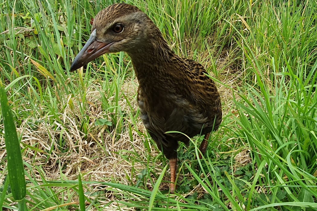 Weka: a wily but wary bird | RNZ