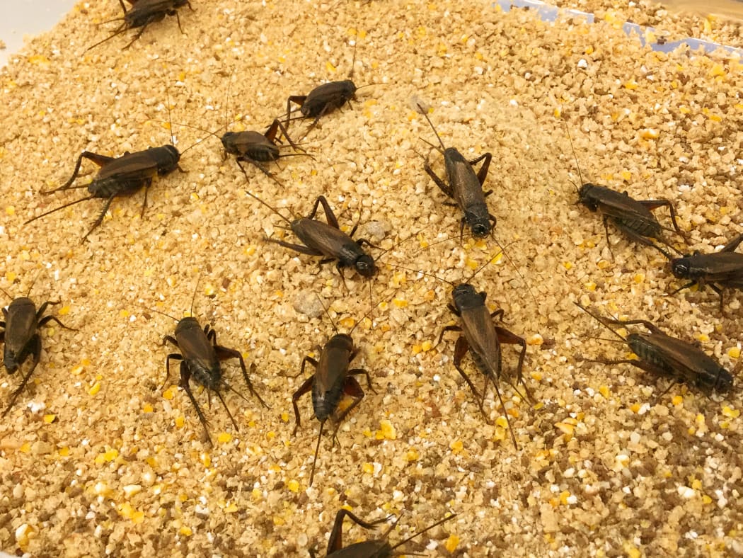 John Hart on why he's farming crickets in the Wairarapa | RNZ