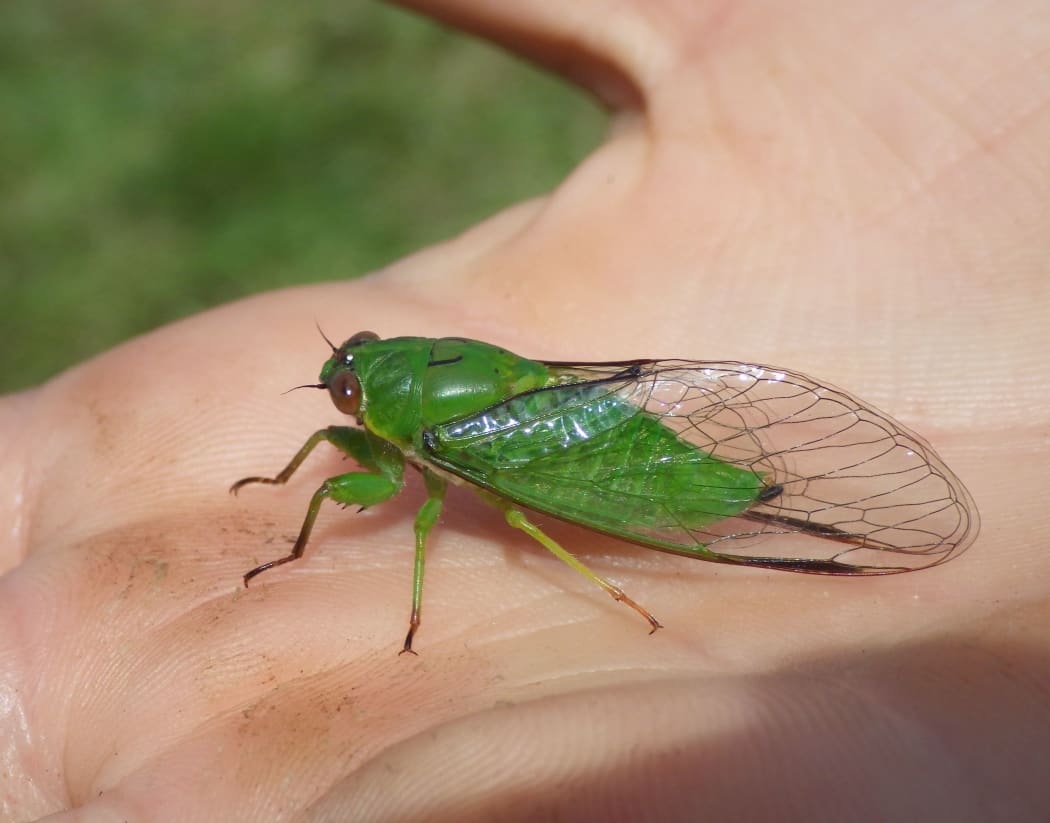 'My favourite insect is a cicada' | RNZ