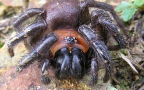 Critter of the Week | RNZ