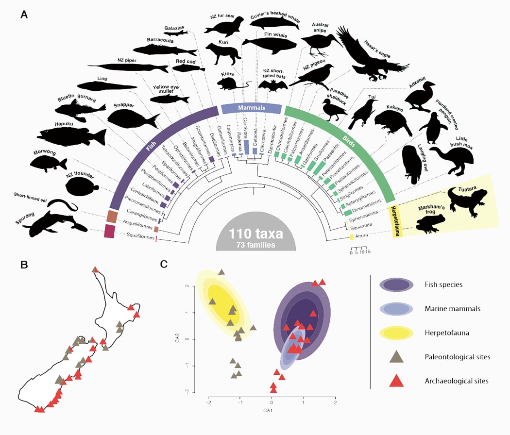 DNA in fossil bone fragments reveals NZ's lost world | RNZ