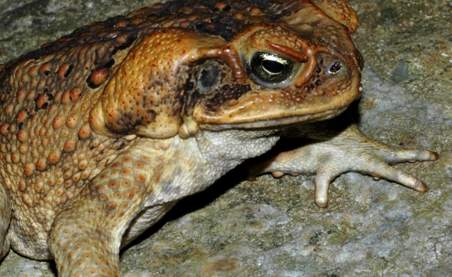 Cane toad sausages on the menu | RNZ