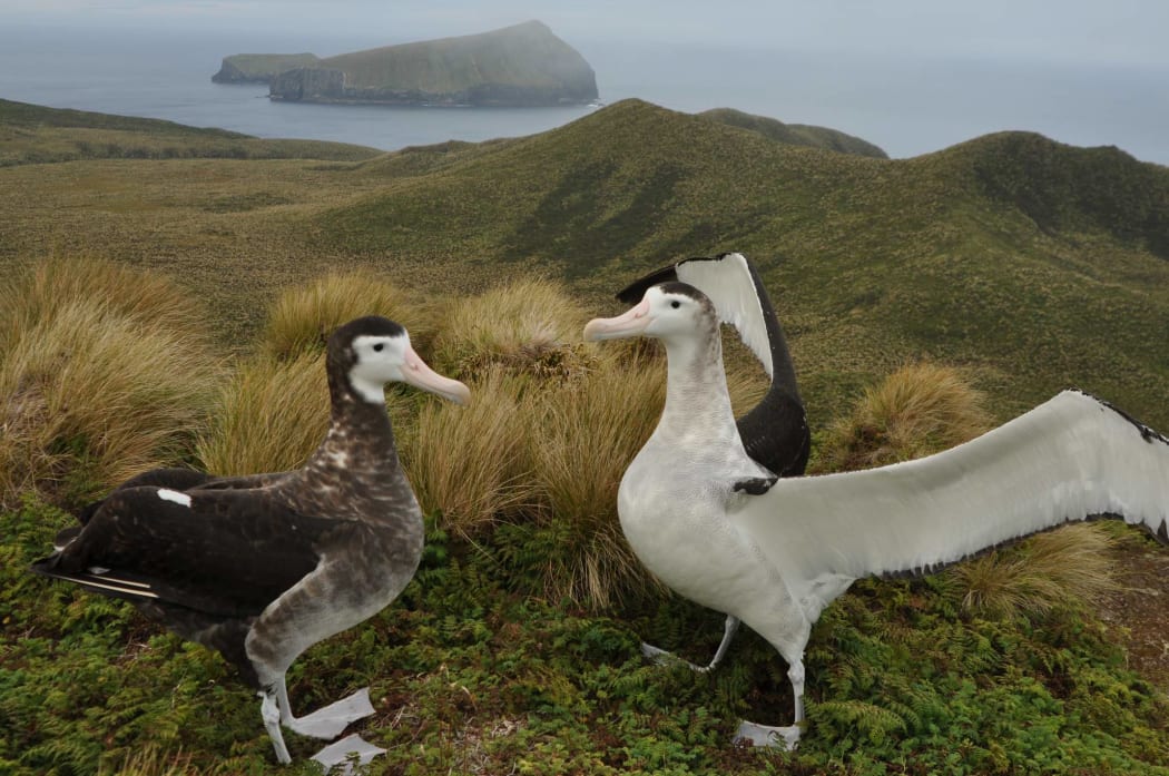 World Albatross Day: How NZ became the world's albatross capital | RNZ News