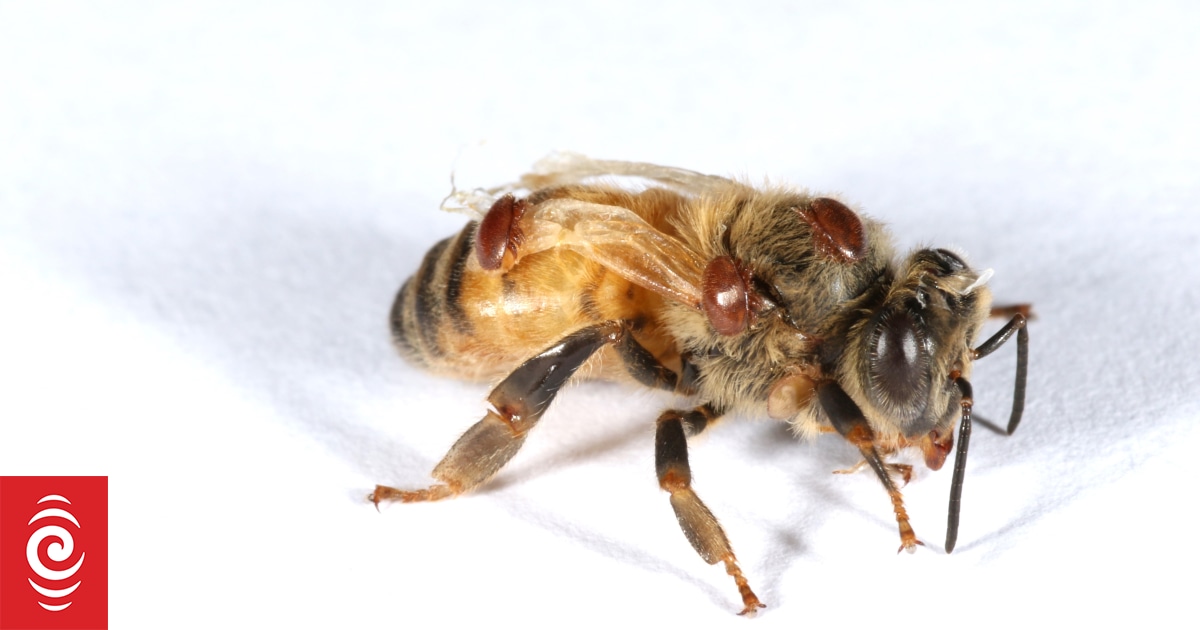 New research: bees are sentient, self aware, are emotional | RNZ