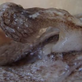 Spookfish and Other Deep Sea Sharks | RNZ