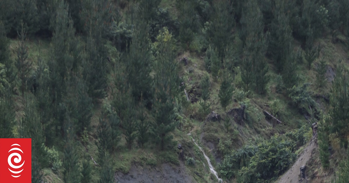Forest slash report "too hasty" - Forest Owners Association | RNZ