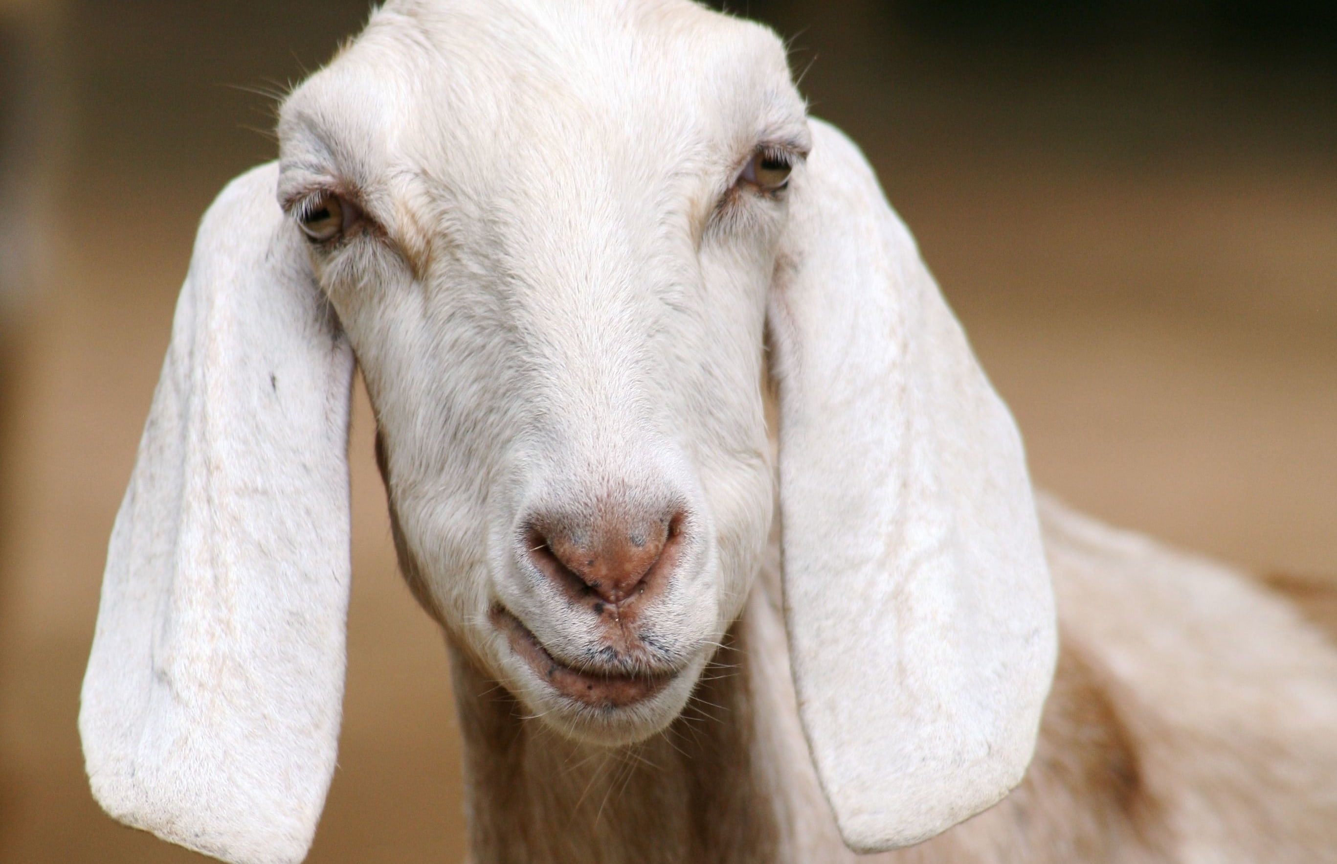 How do you know a goat is happy? | RNZ