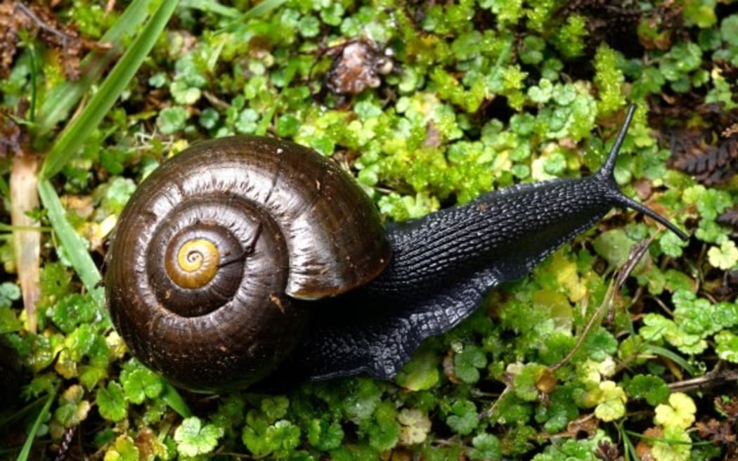 Theories abound on how endangered snail ended up in Tōtara Reserve ...