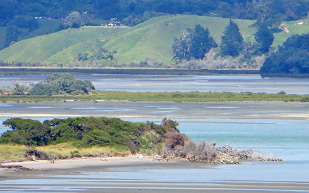 Salt marsh a carbon sink opportunity | RNZ News