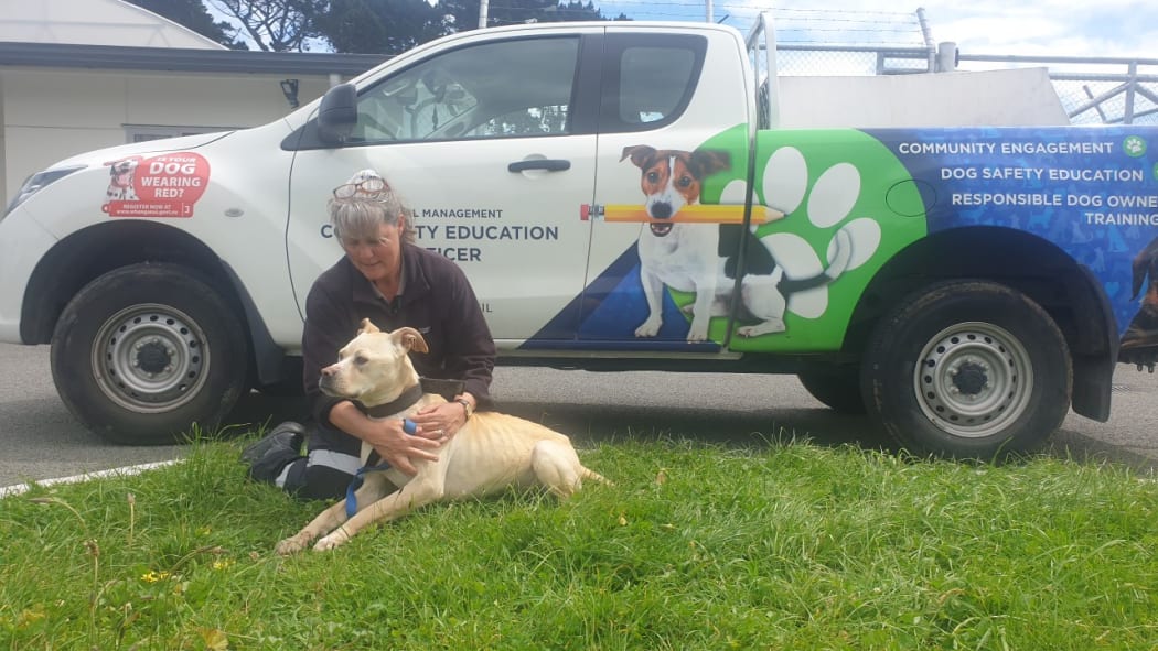 Lockdown leads to poetic justice for Whanganui pound dogs | RNZ News