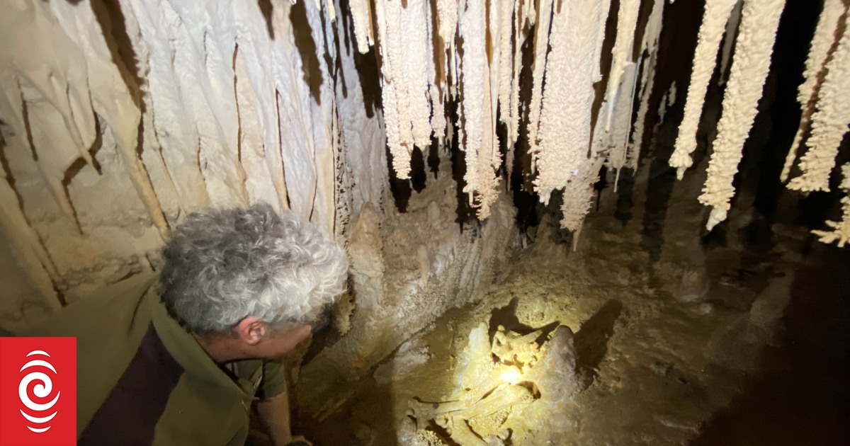 Stubbs Farm protecting the future through windows to the past | RNZ