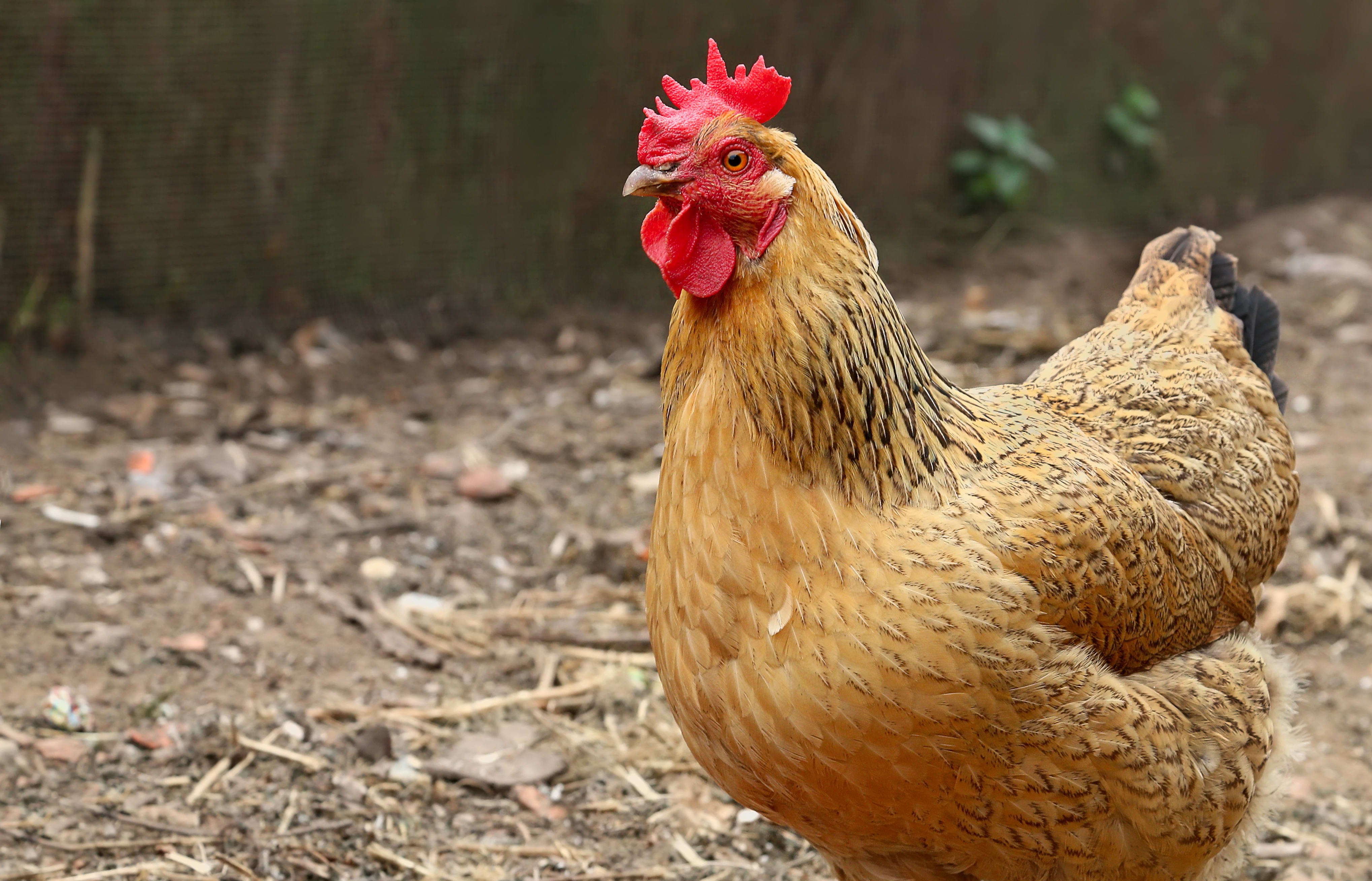 Samoa still working to isolate cause of chicken deaths | RNZ News